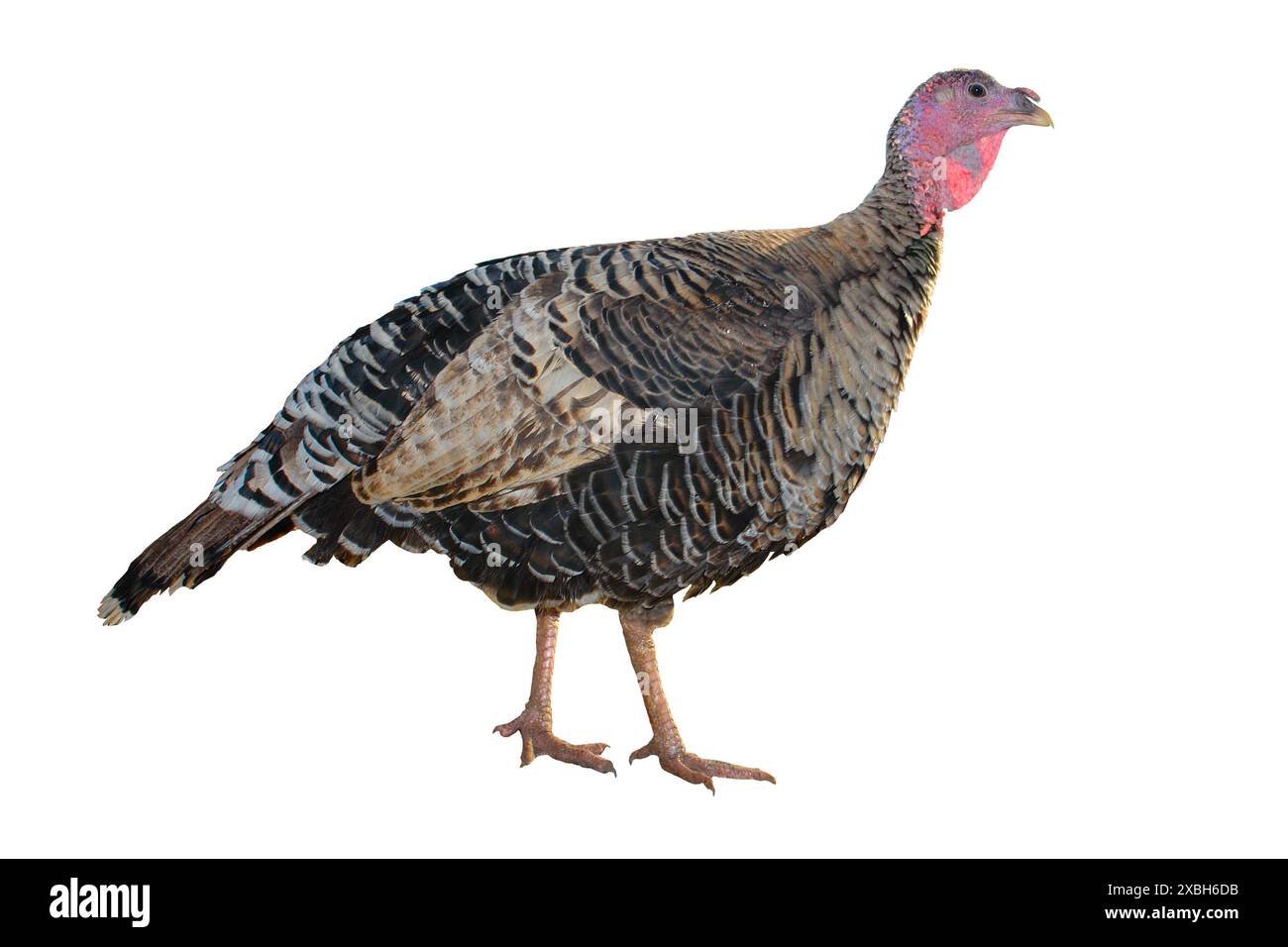 Female Turkey standing on white background Stock Photo - Alamy