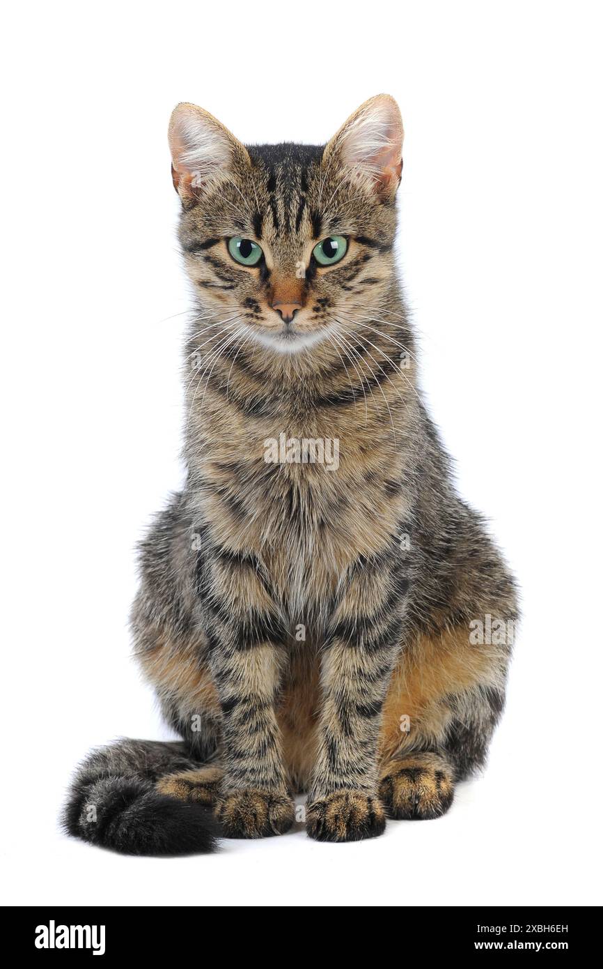 beautiful European cat on a white background Stock Photo - Alamy