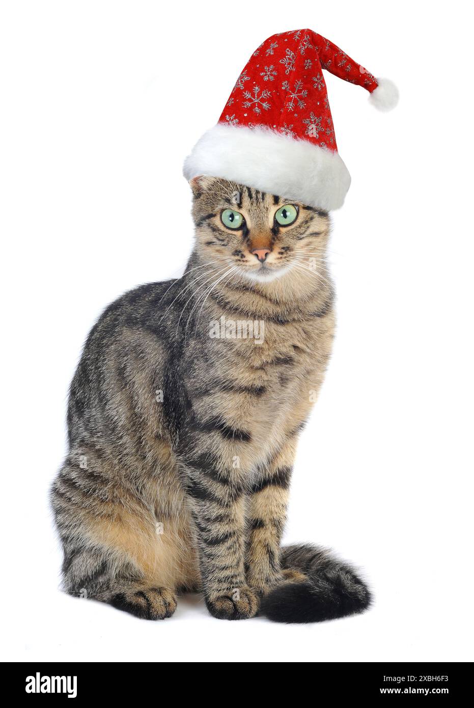 Christmas Santa cat on a white background Stock Photo - Alamy