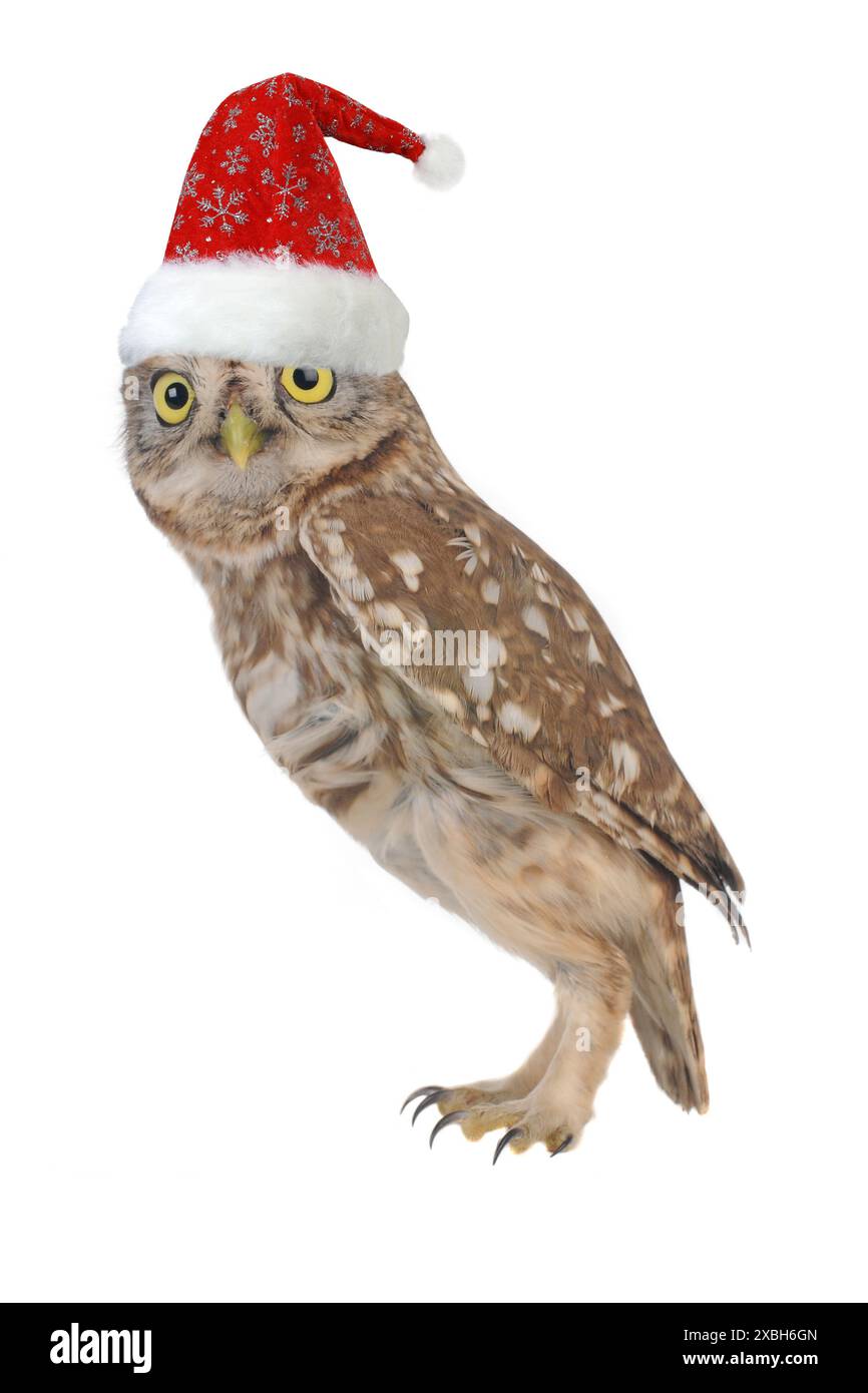Owl santa claus hi-res stock photography and images - Alamy