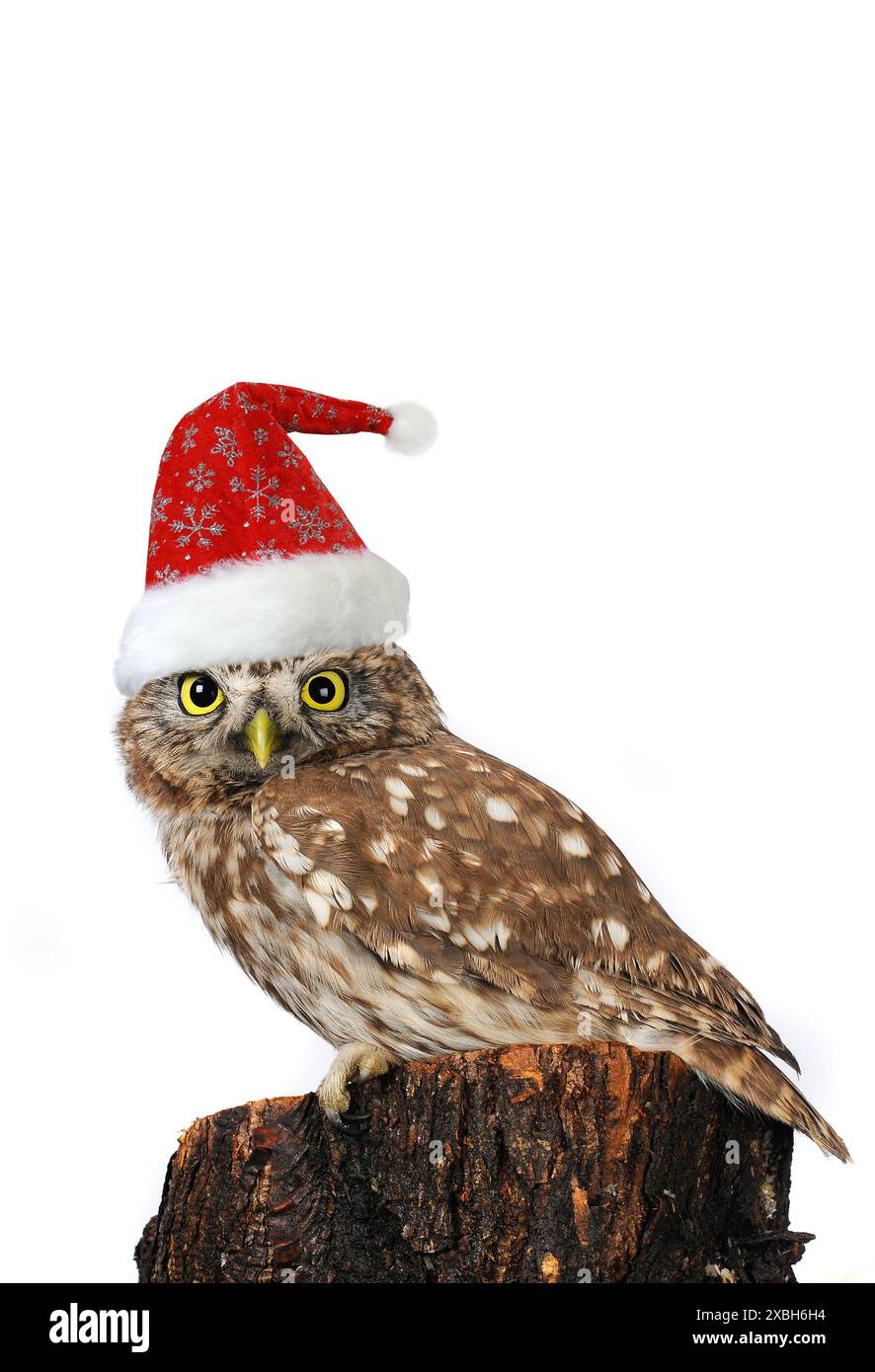 Owl in santa hat hi-res stock photography and images - Alamy