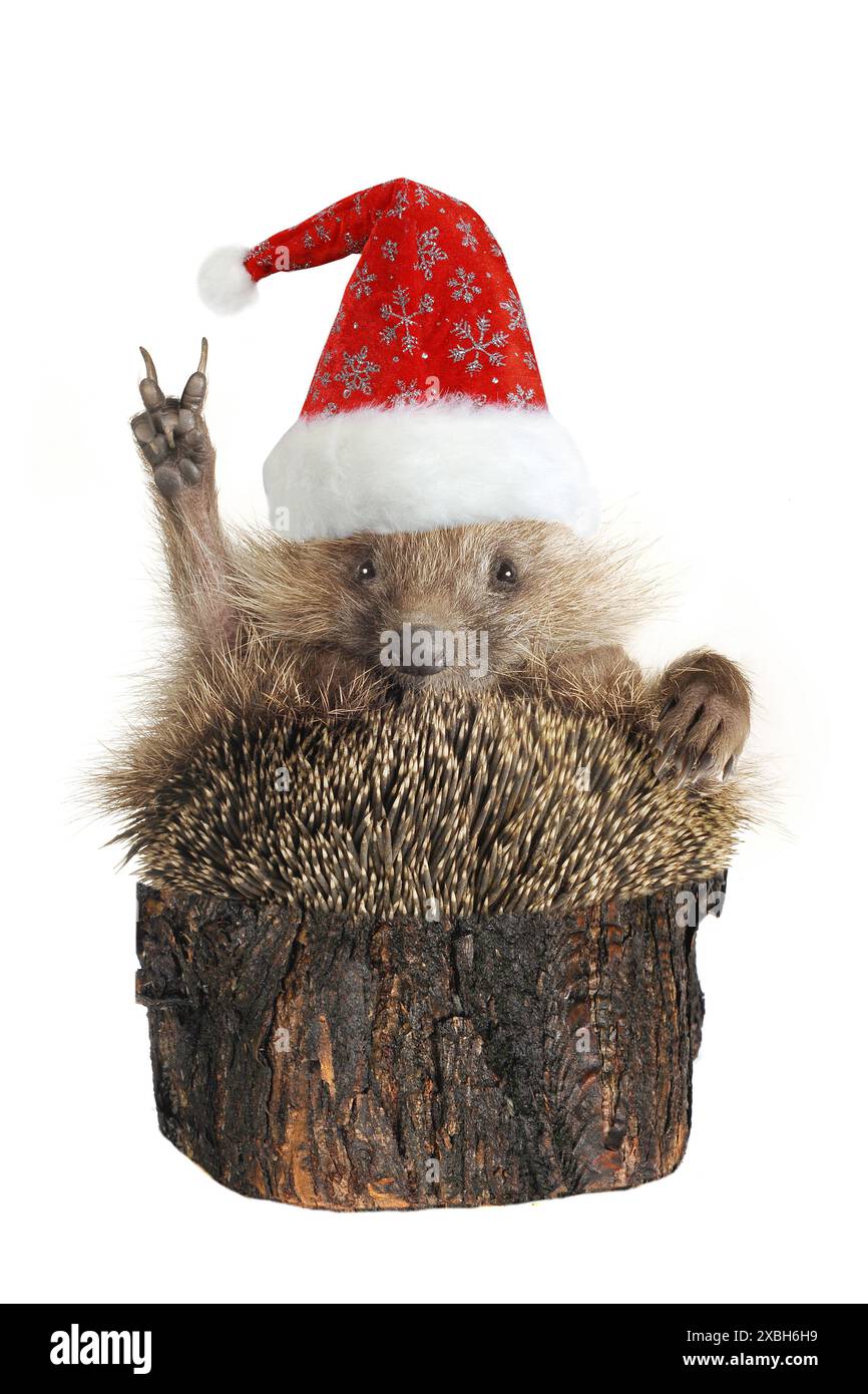 Christmas Santa hedgehog on a white background Stock Photo - Alamy