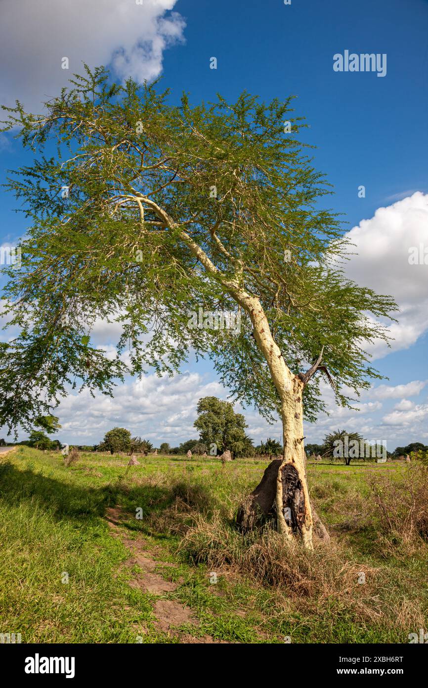 Mozambique, Gaza, Chibuto, Fever tree (Vachellia xanthophloea Stock ... Mozambique, Gaza, Chibuto, Fever tree (Vachellia xanthophloea Stock ...