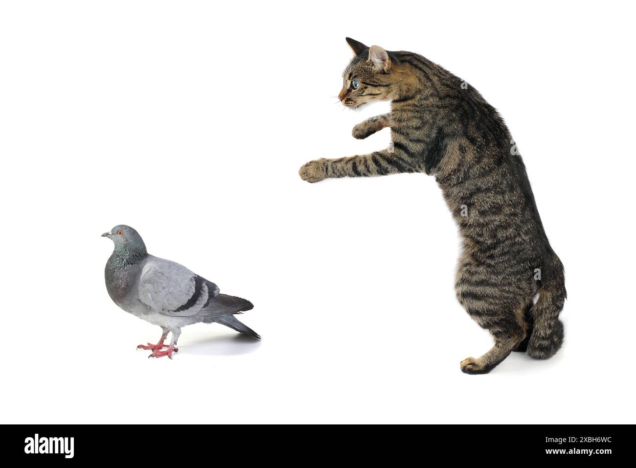 the cat hunts on a dove Stock Photo - Alamy