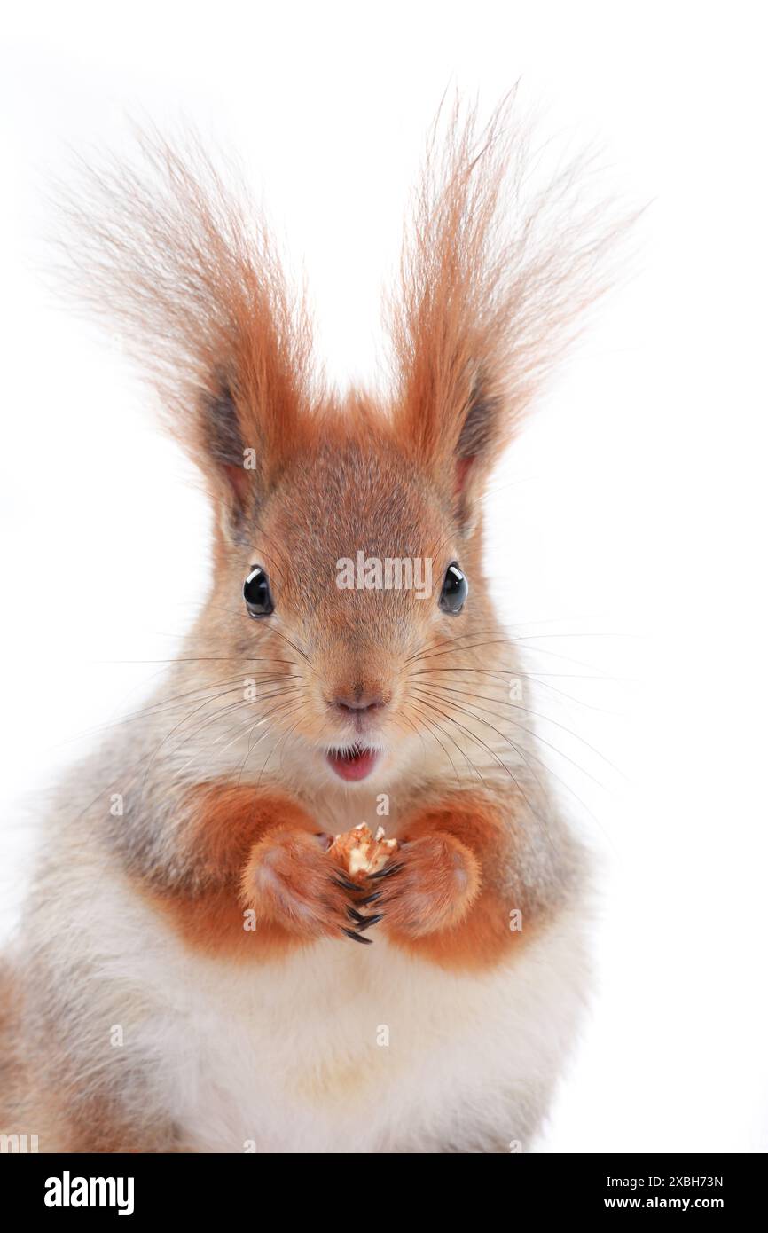 little squirrel eats hazelnut on a white background Stock Photo - Alamy