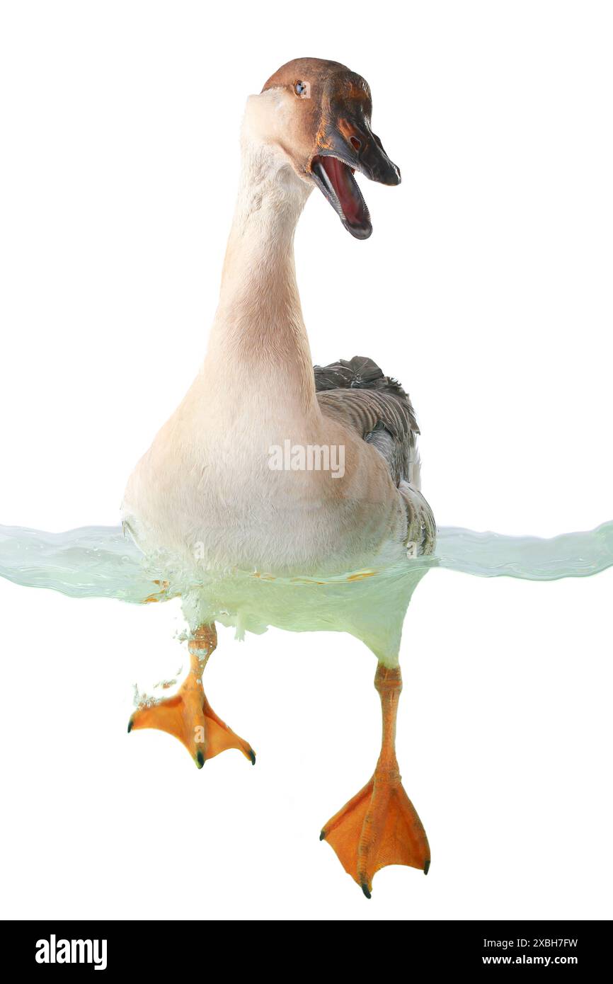 brown goose floating on water Stock Photo - Alamy