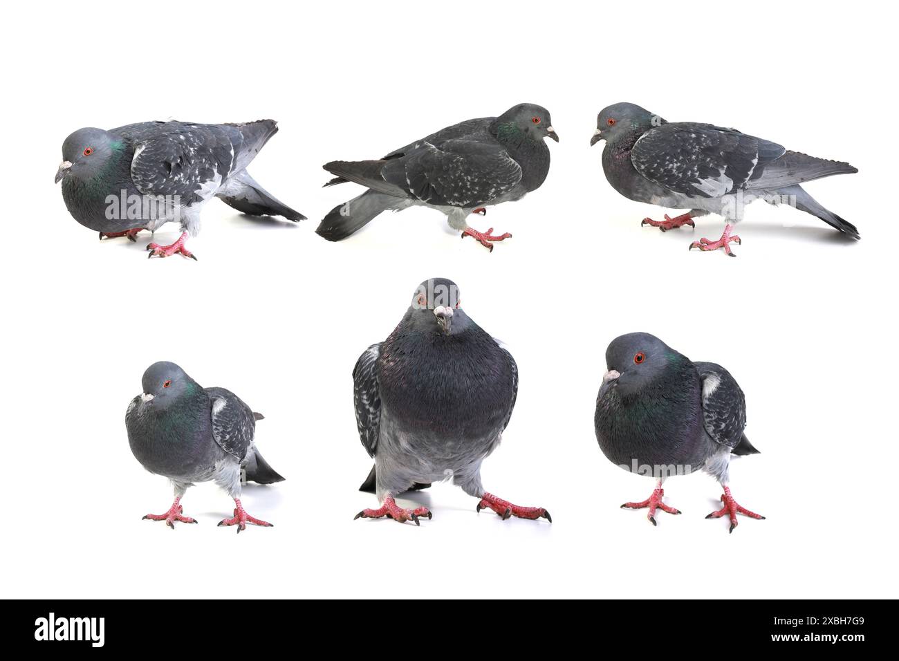 pigeons on a white background Stock Photo - Alamy