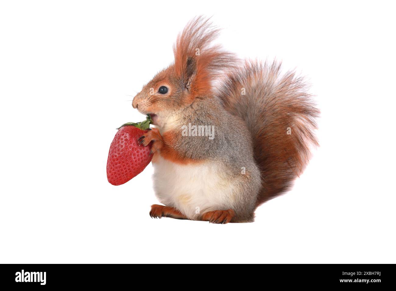 squirrel eats strawberry on a white background Stock Photo - Alamy