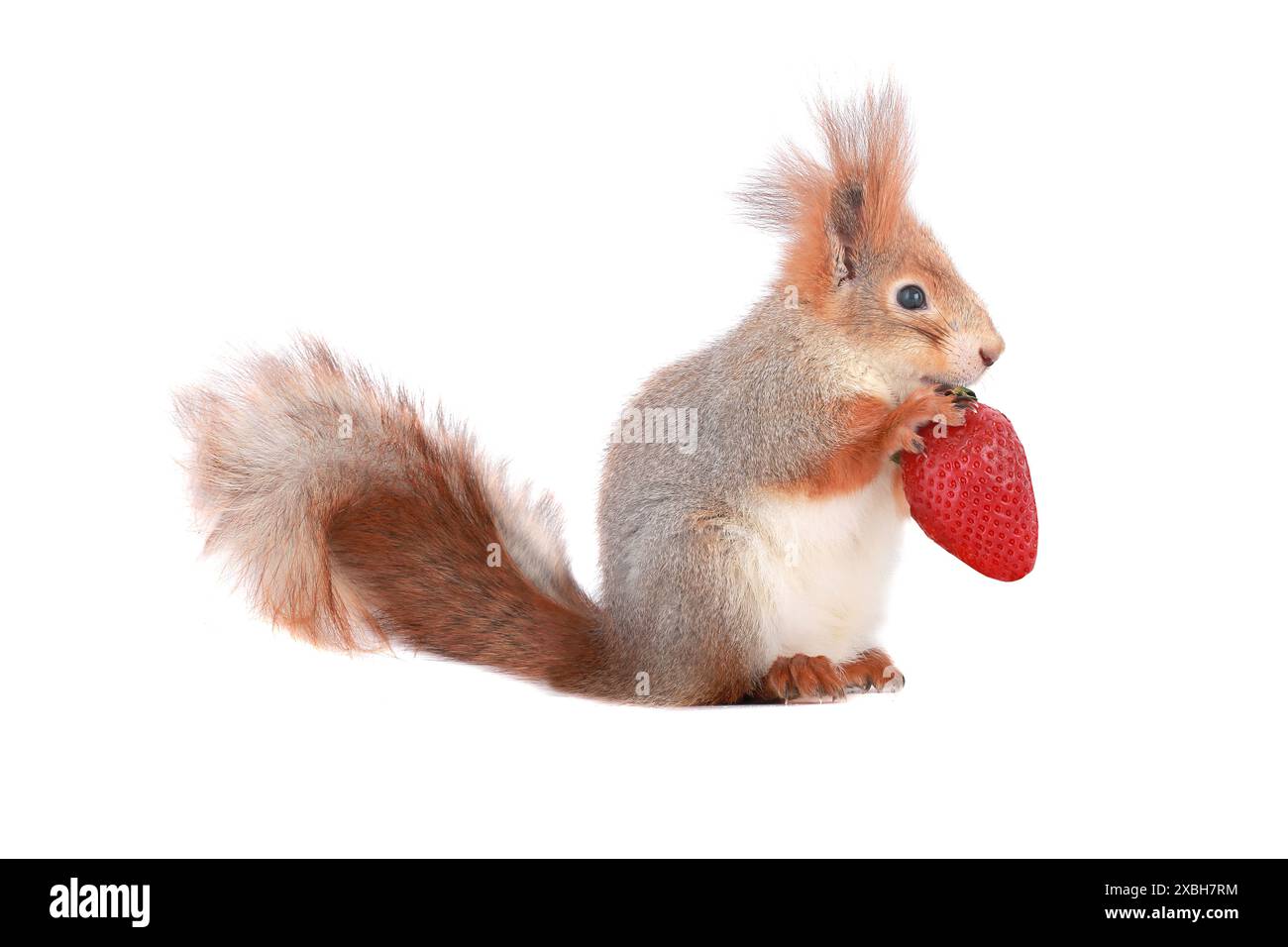 Squirrel head on Cut Out Stock Images & Pictures - Alamy