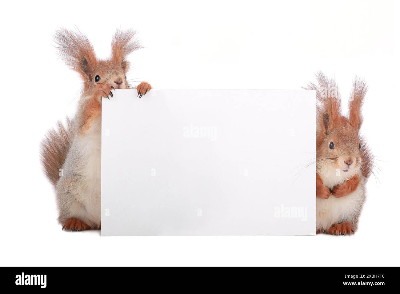 two squirrel with sheet for a text writing Stock Photo - Alamy