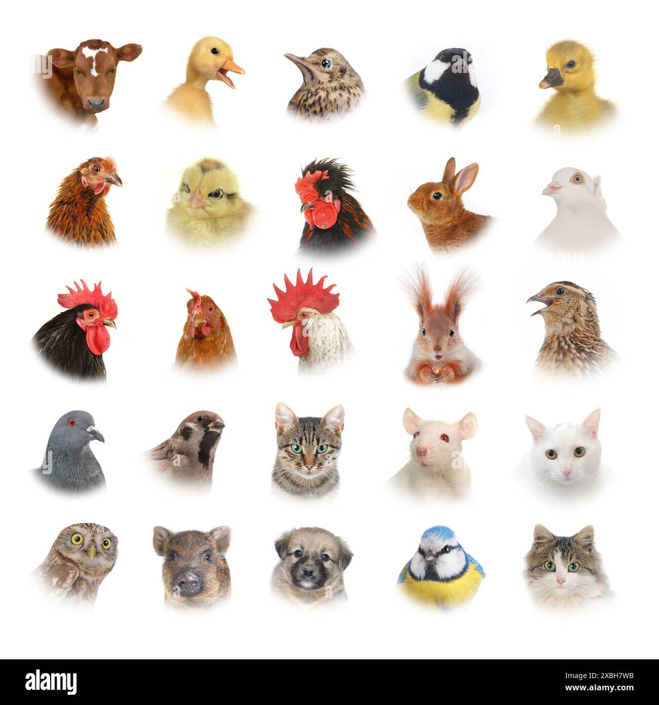 isolated portraits of animals and birds Stock Photo - Alamy