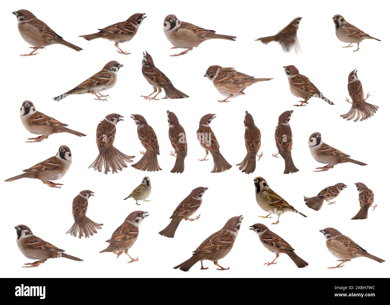 Sparrow bird perching on Cut Out Stock Images & Pictures - Alamy