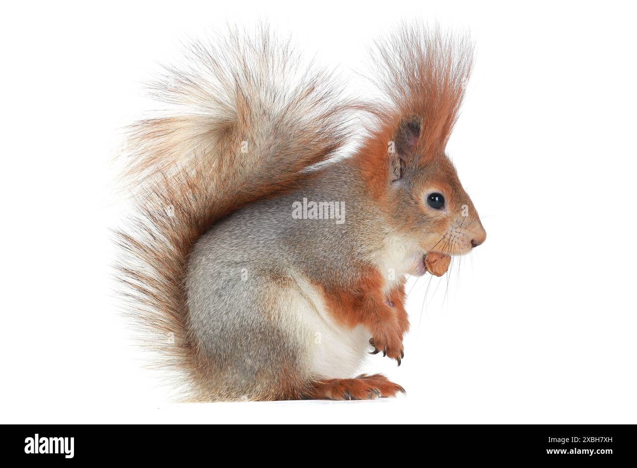 little squirrel eats hazelnut on a white background Stock Photo - Alamy
