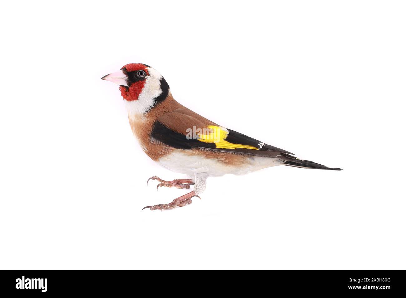 Species of finch Cut Out Stock Images & Pictures - Alamy