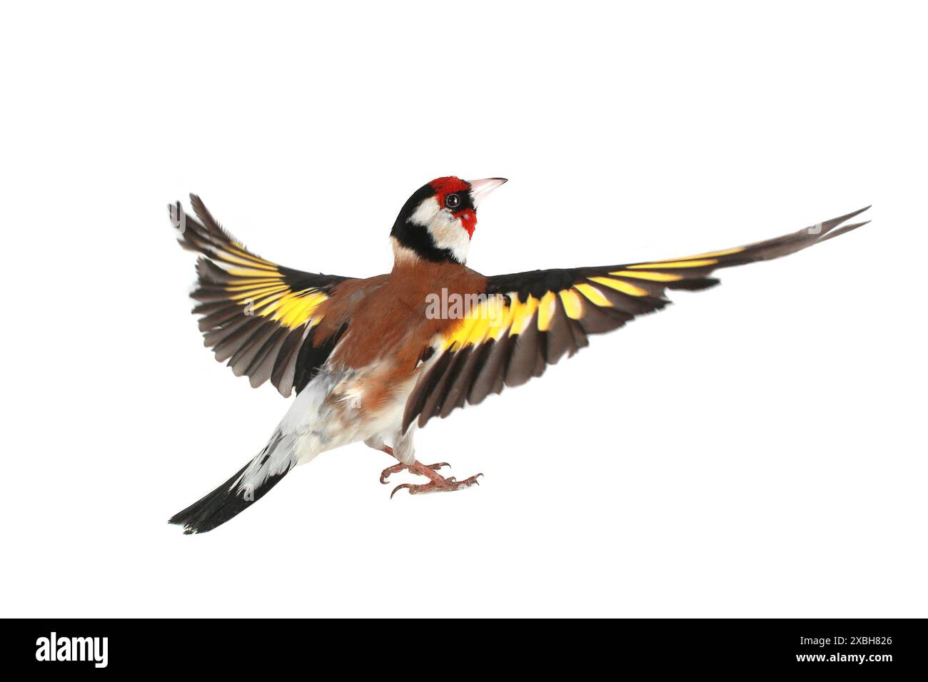 Goldfinch in flight hi-res stock photography and images - Alamy