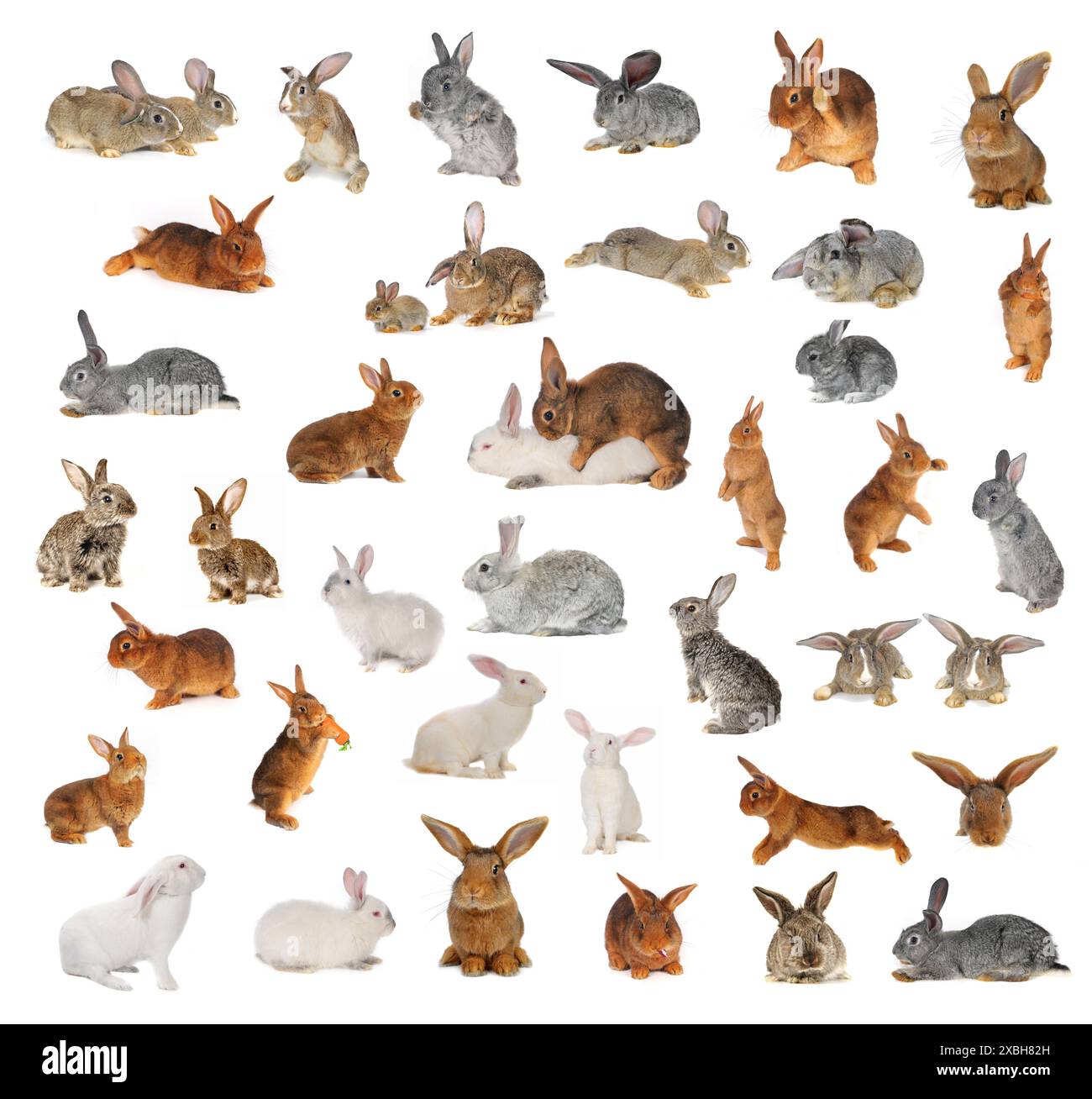 Small rabbit love Cut Out Stock Images & Pictures - Alamy