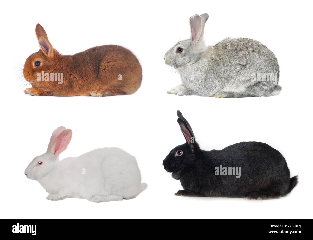 Small wild rabbit in Cut Out Stock Images & Pictures - Alamy