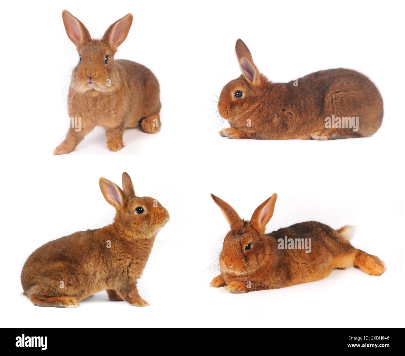 Brown Rabbit on white background Stock Photo - Alamy