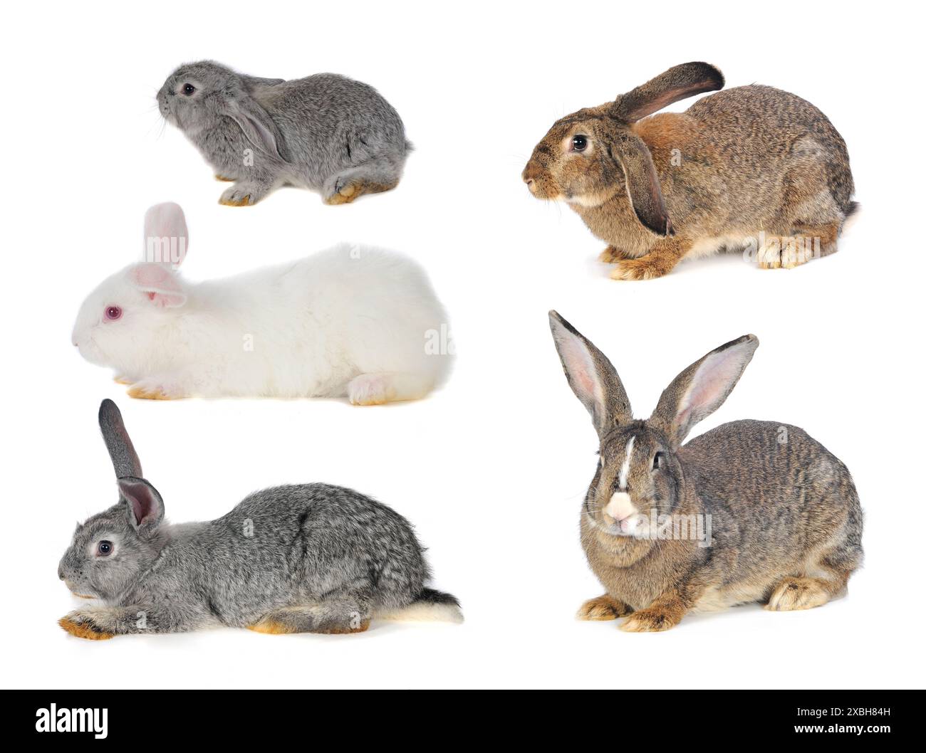 Brown Rabbit on white background Stock Photo - Alamy