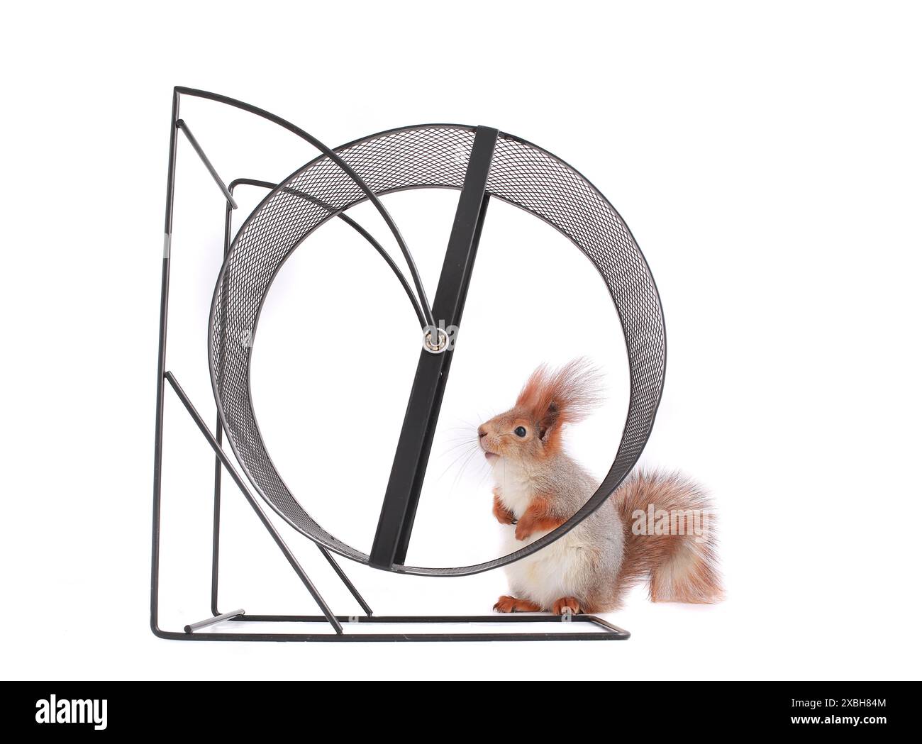 squirrel wheel on a white background Stock Photo - Alamy
