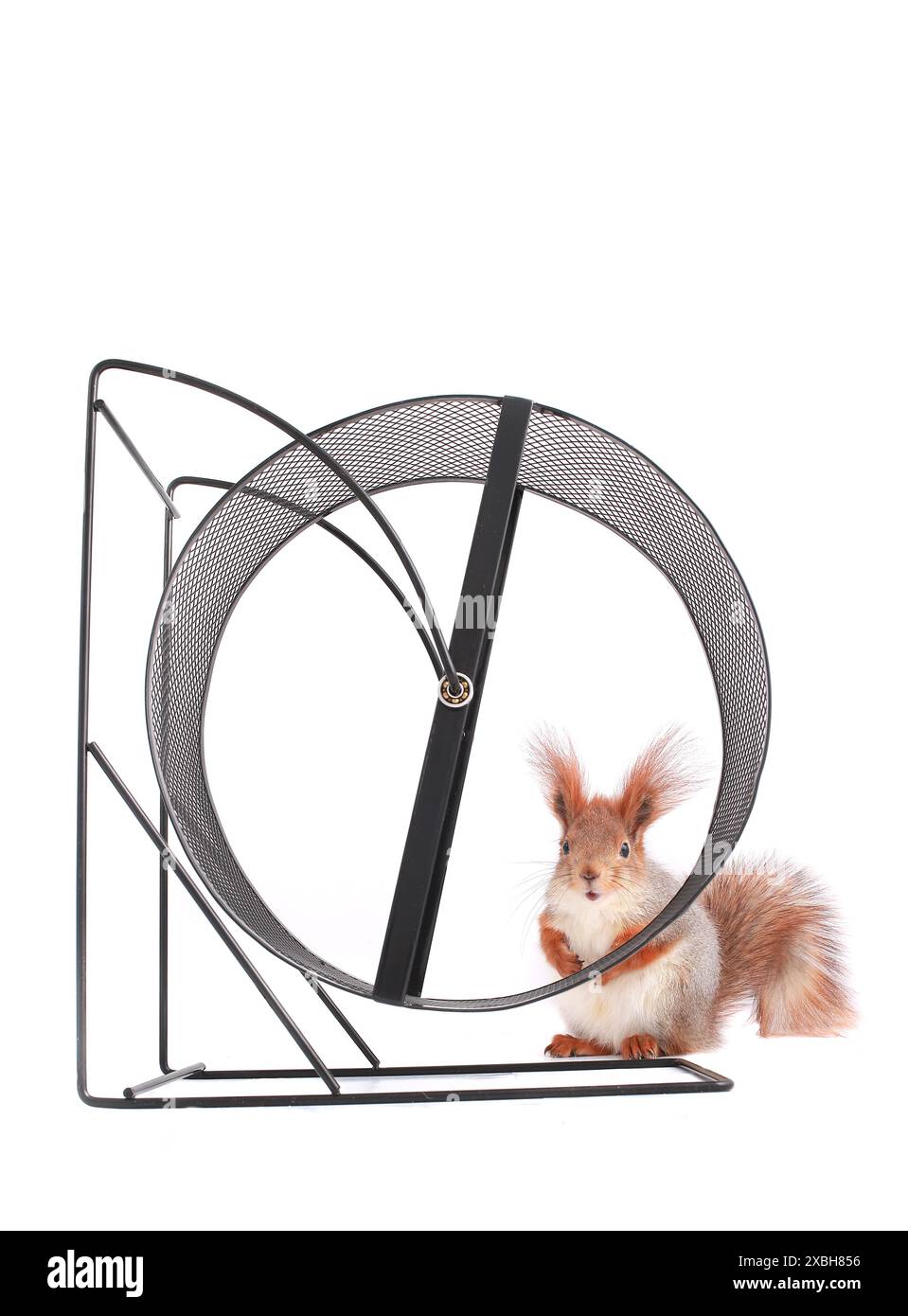 squirrel a wheel on a white background Stock Photo - Alamy