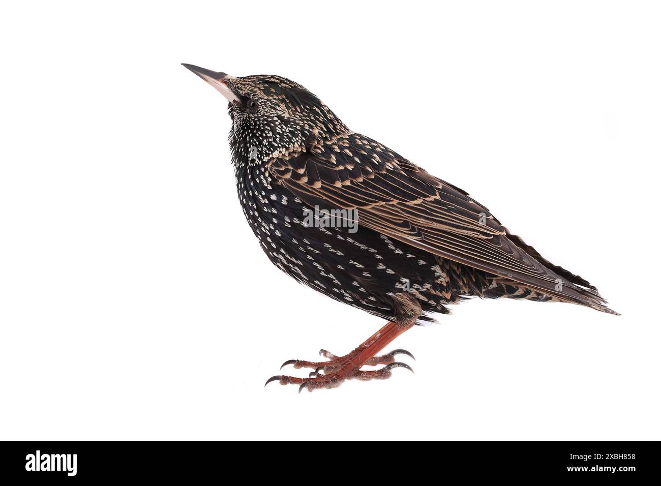 European starling on a white background Stock Photo - Alamy