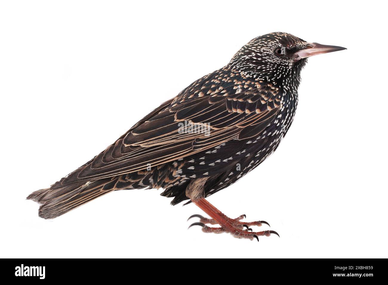 European starling on a white background Stock Photo - Alamy