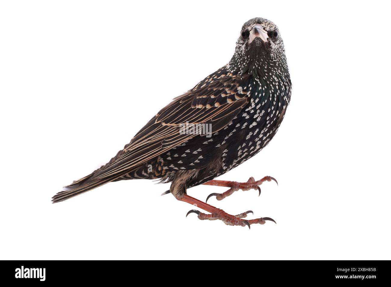 European starling on a white background Stock Photo - Alamy