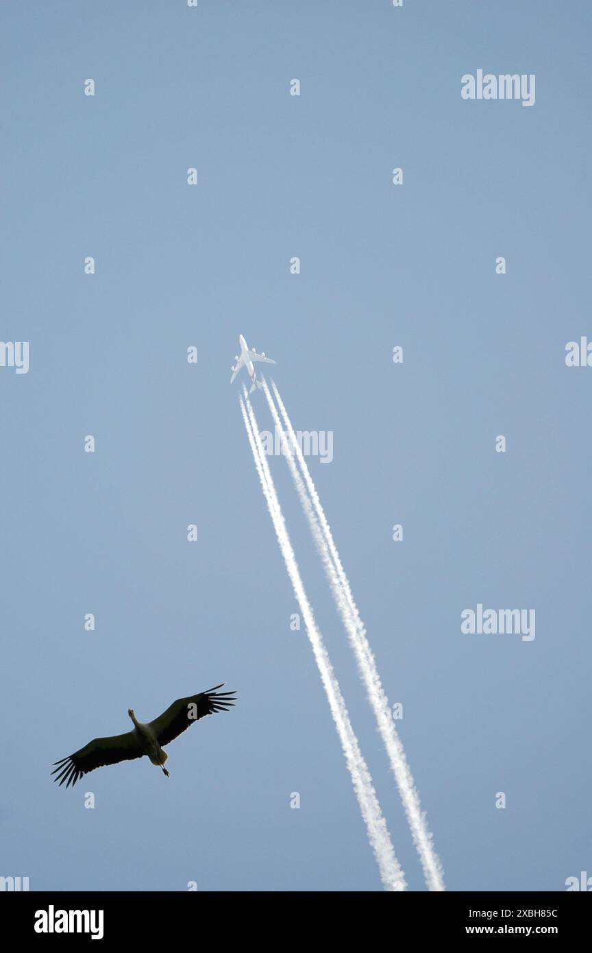 Avian transport hi-res stock photography and images - Alamy