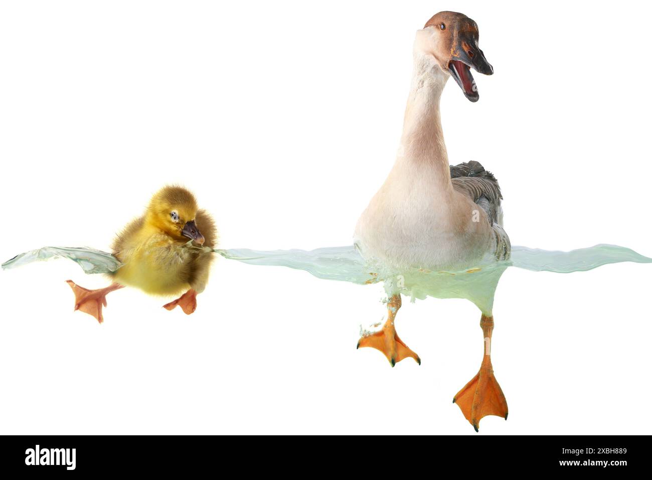 small and a bigger goose float on water Stock Photo - Alamy