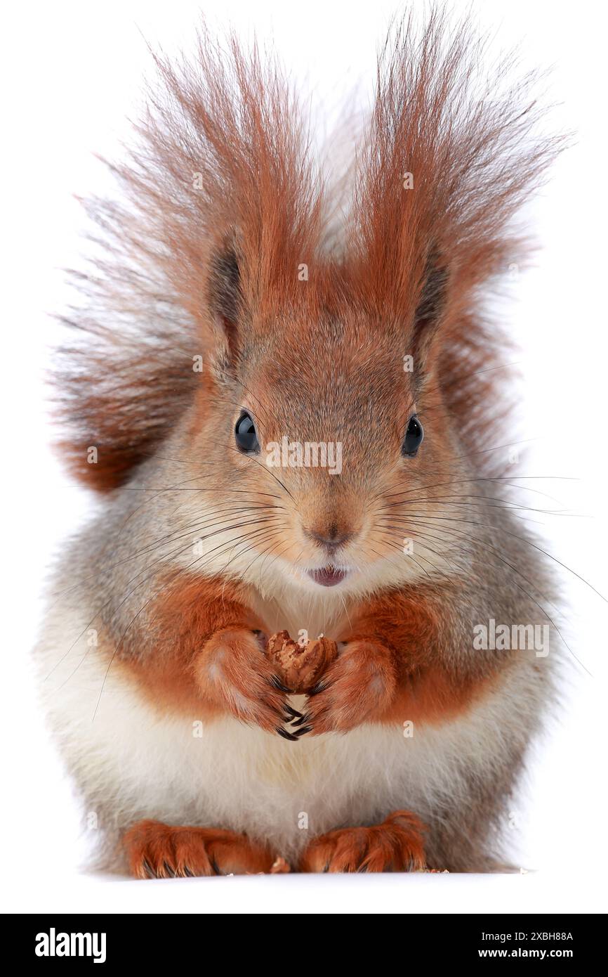 little squirrel eats hazelnut on a white background Stock Photo - Alamy