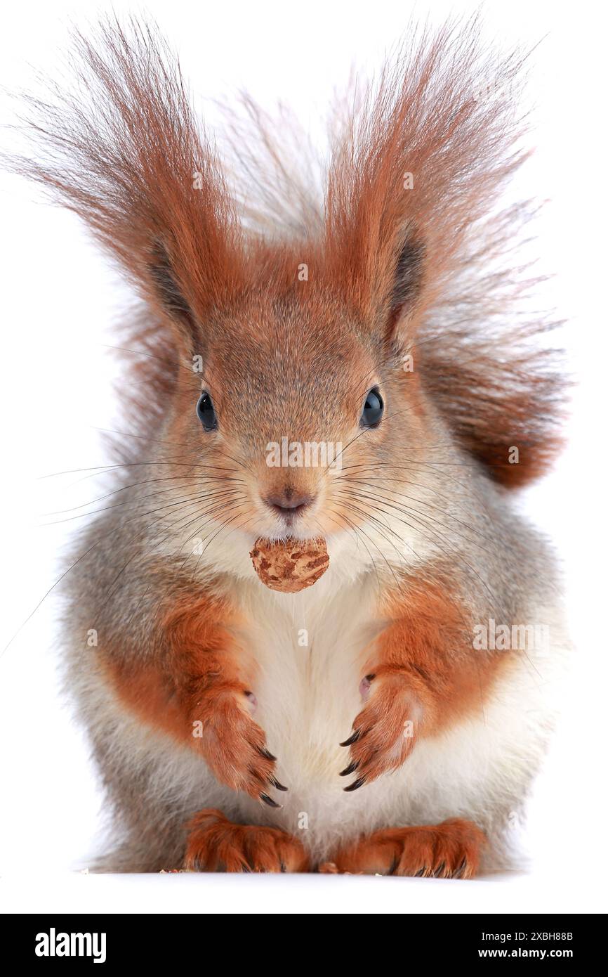 little squirrel eats hazelnut on a white background Stock Photo - Alamy