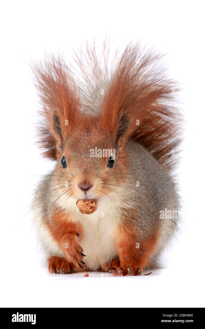 little squirrel eats hazelnut on a white background Stock Photo - Alamy