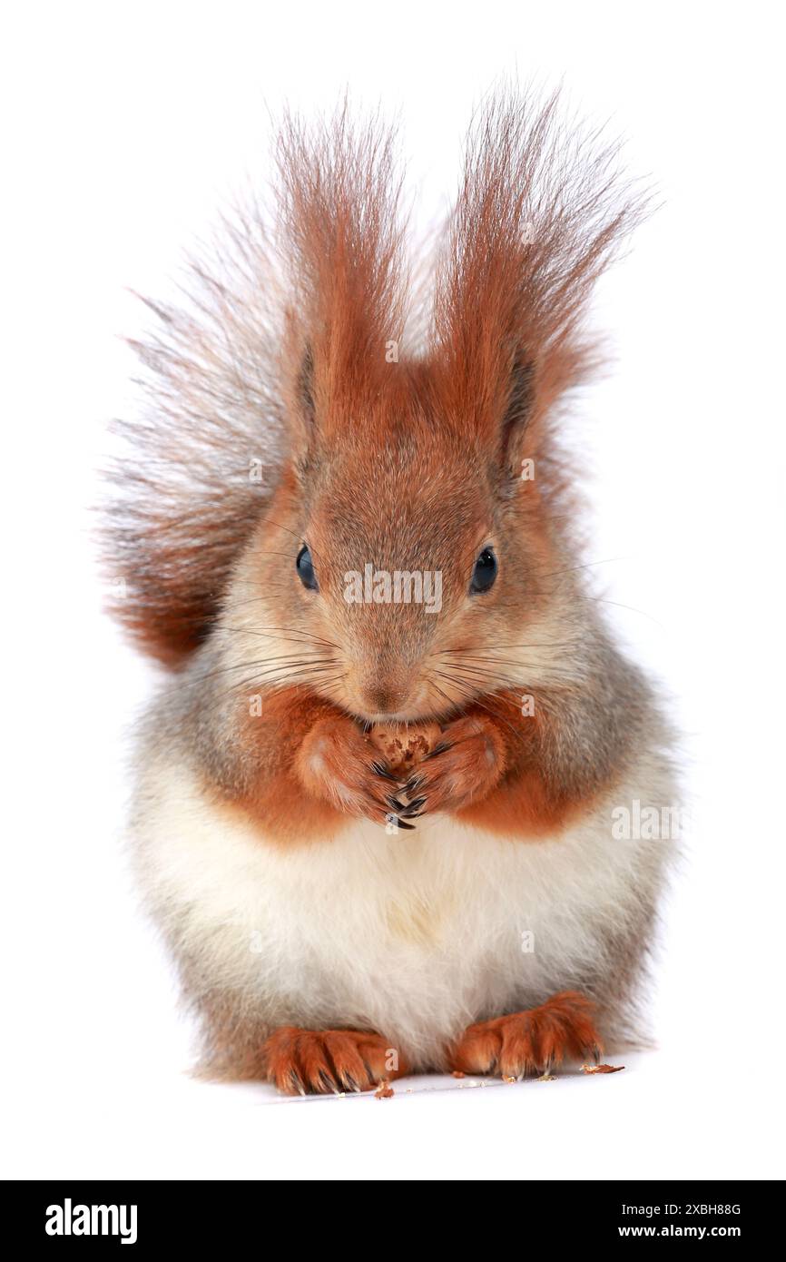 little squirrel eats hazelnut on a white background Stock Photo - Alamy
