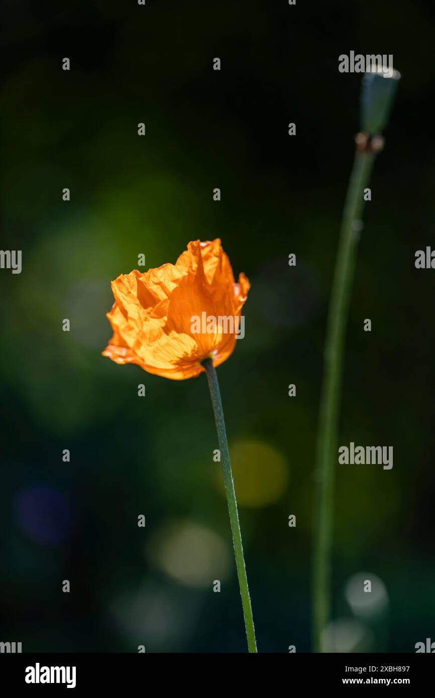 Shining orange poppy on dark green nature background, single flower ...