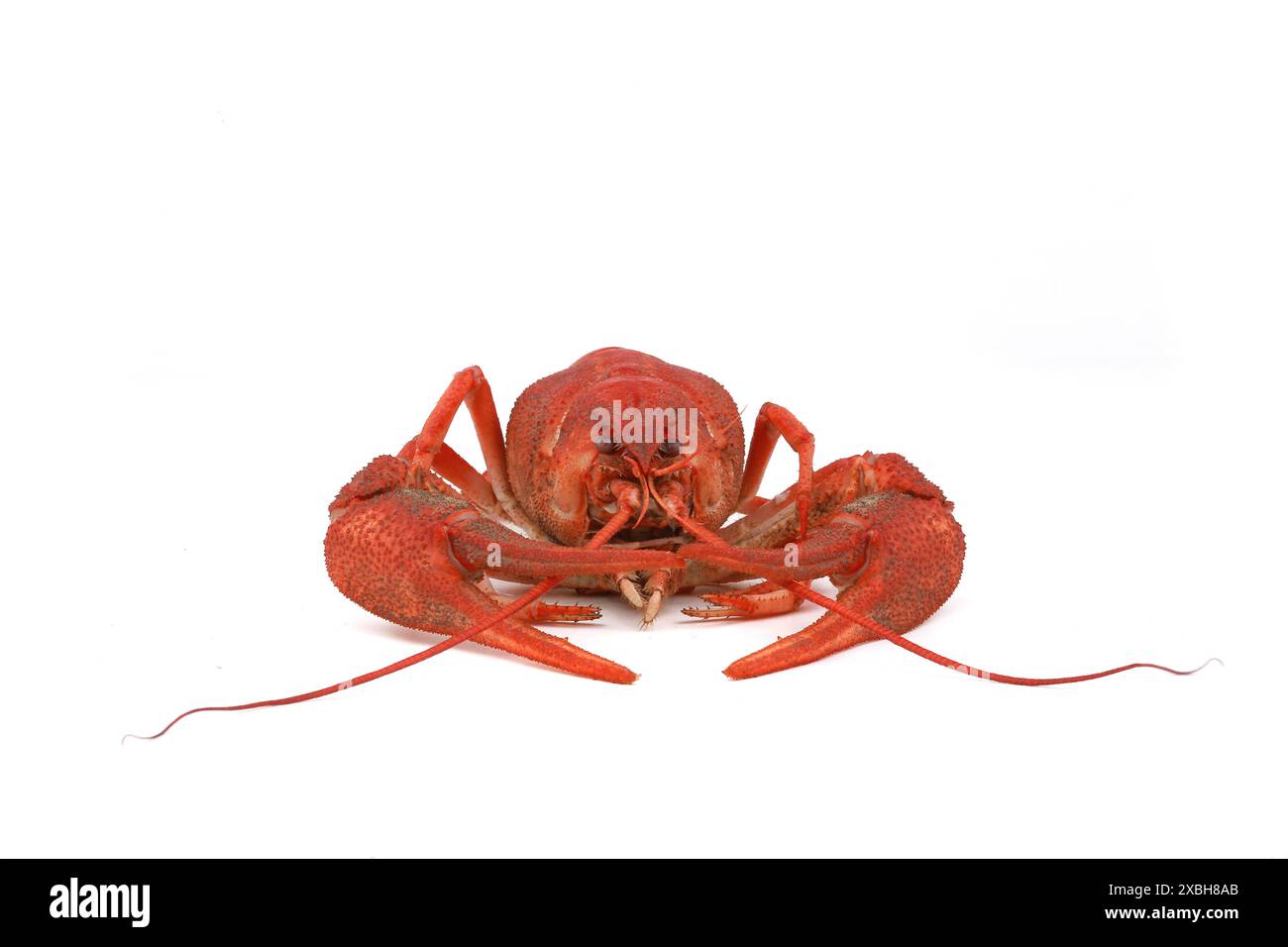 red crawfish on a white background Stock Photo - Alamy