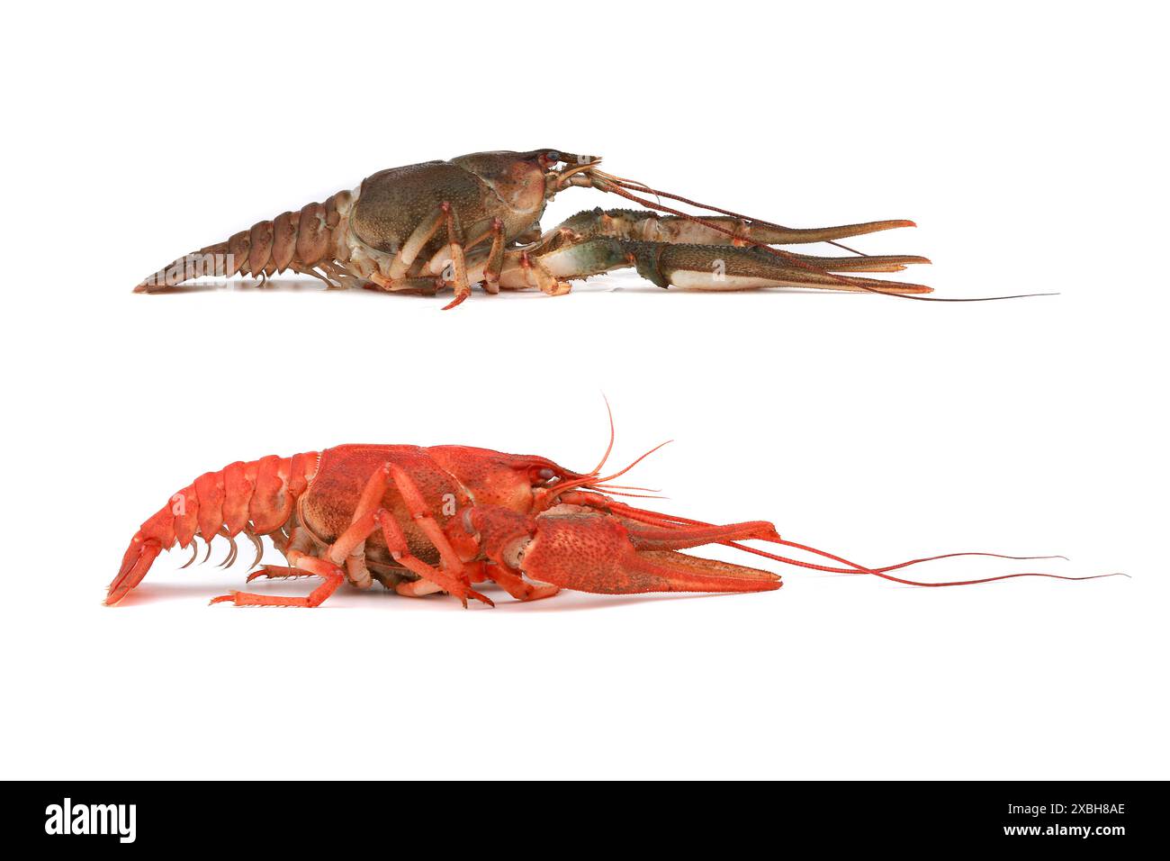 two crawfish on a white background Stock Photo - Alamy