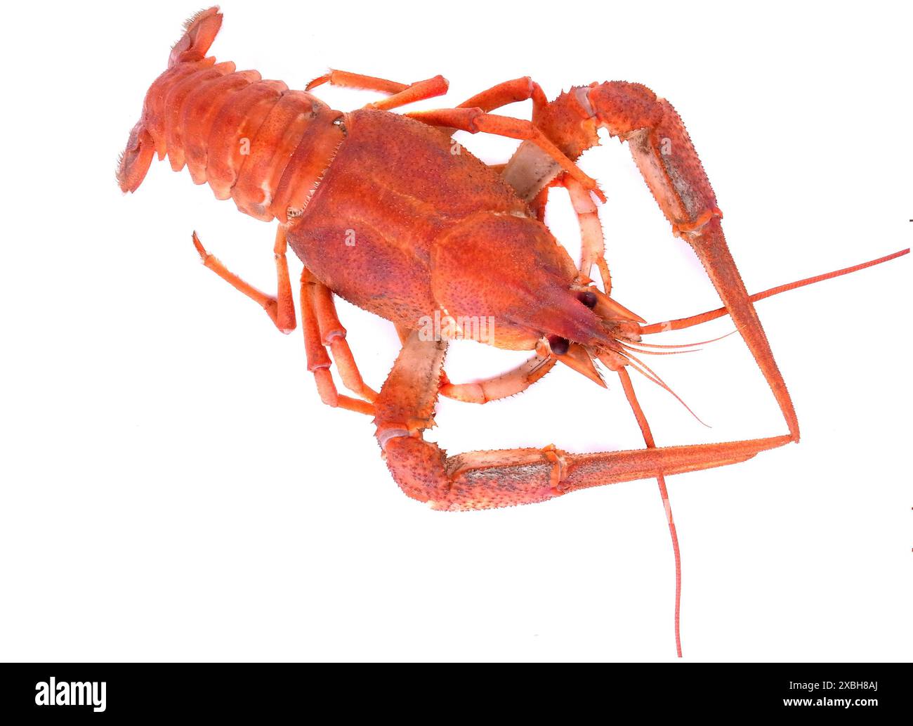 red crawfish on a white background Stock Photo - Alamy