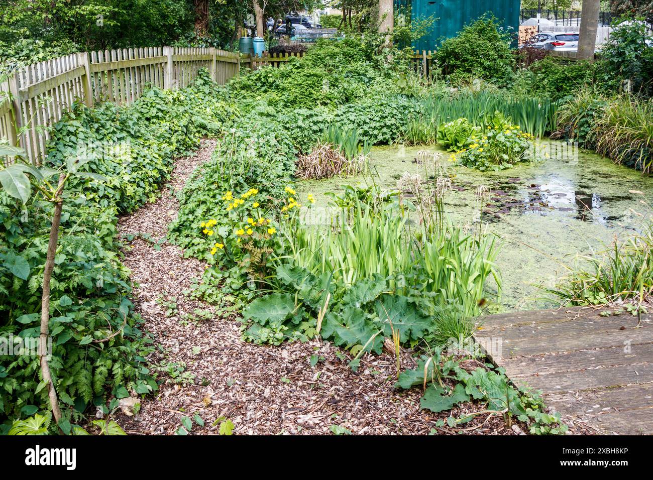 Spring growth in Sunnyside Gardens, a community garden and wildlife ...
