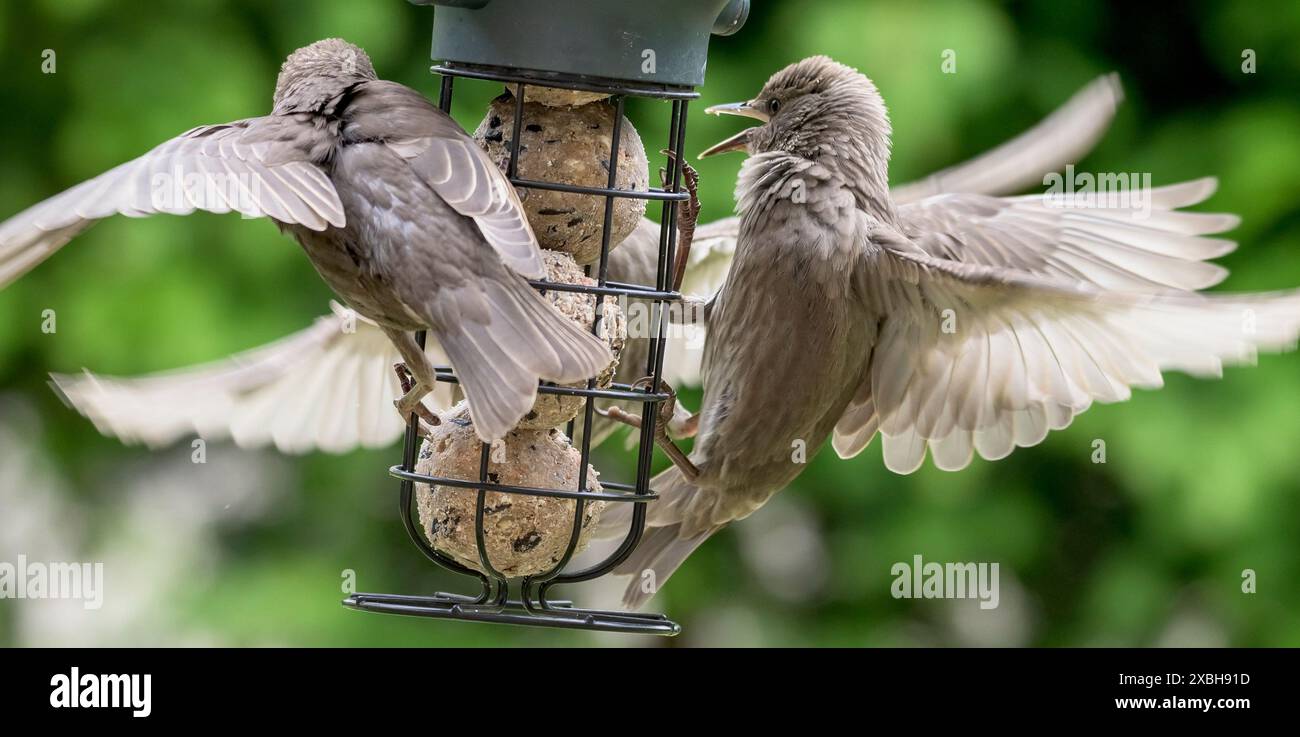 Immature Starlings (Sturnus vulgaris) fighting on a garden feeder ...