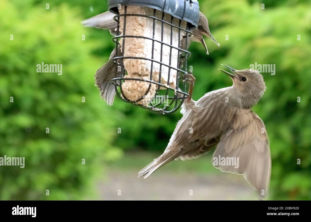 Immature Starlings (Sturnus vulgaris) fighting on a garden feeder ...