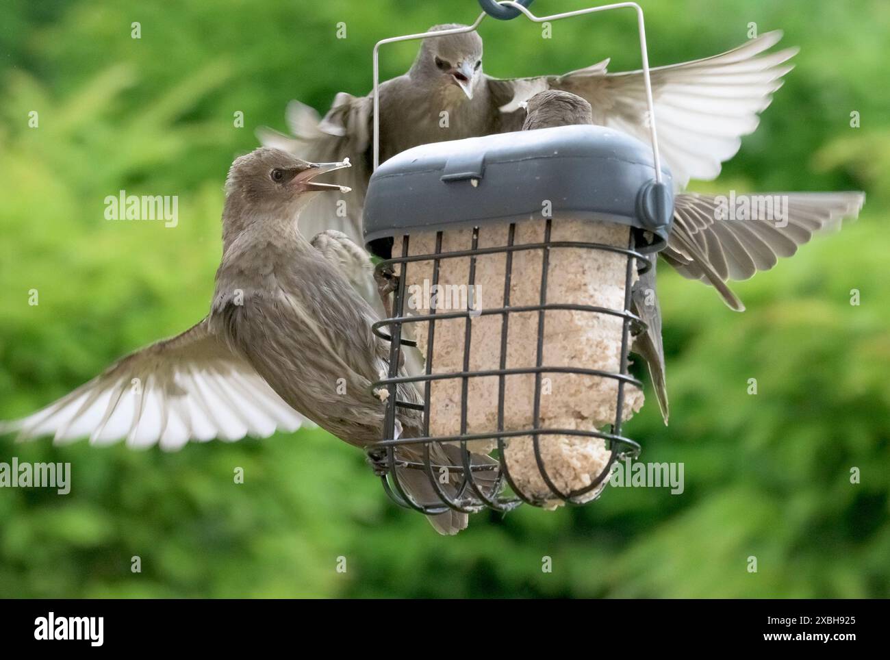 Immature Starlings (Sturnus vulgaris) fighting on a garden feeder ...