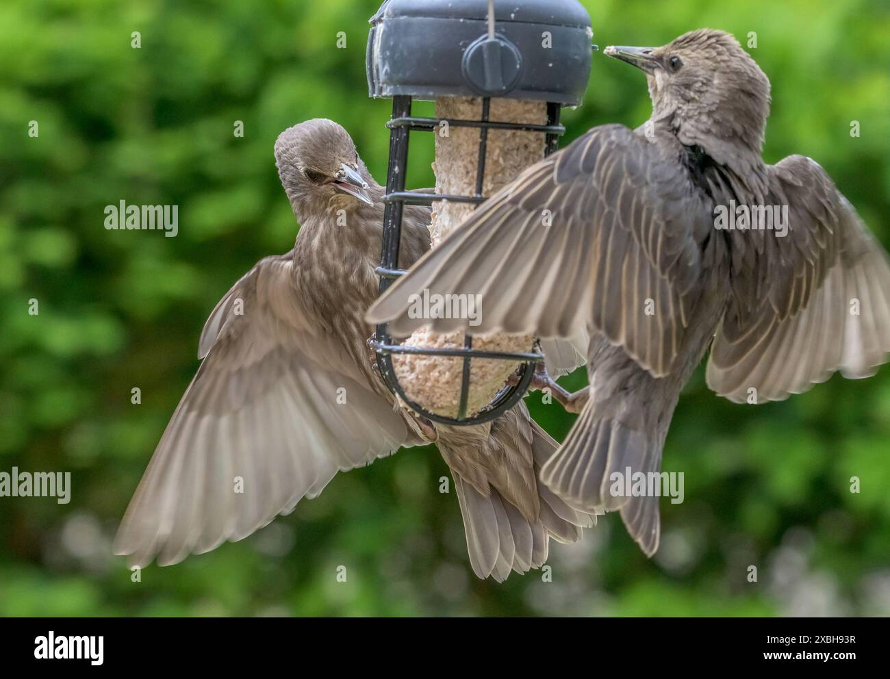 Immature Starlings (Sturnus vulgaris) fighting over food at a garden ...