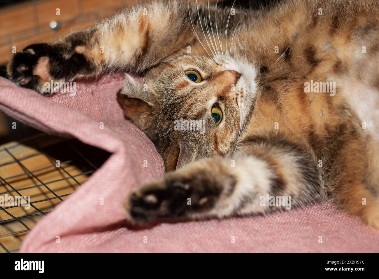A domestic shorthaired cat with whiskers, laying on its back on a pink ...