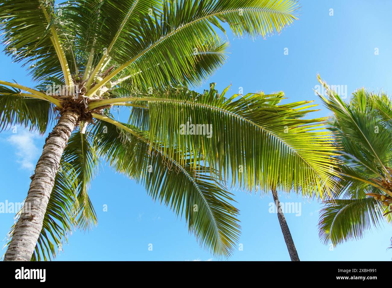 Gazing upwards at palm trees silhouetted against the vibrant blue sky ...