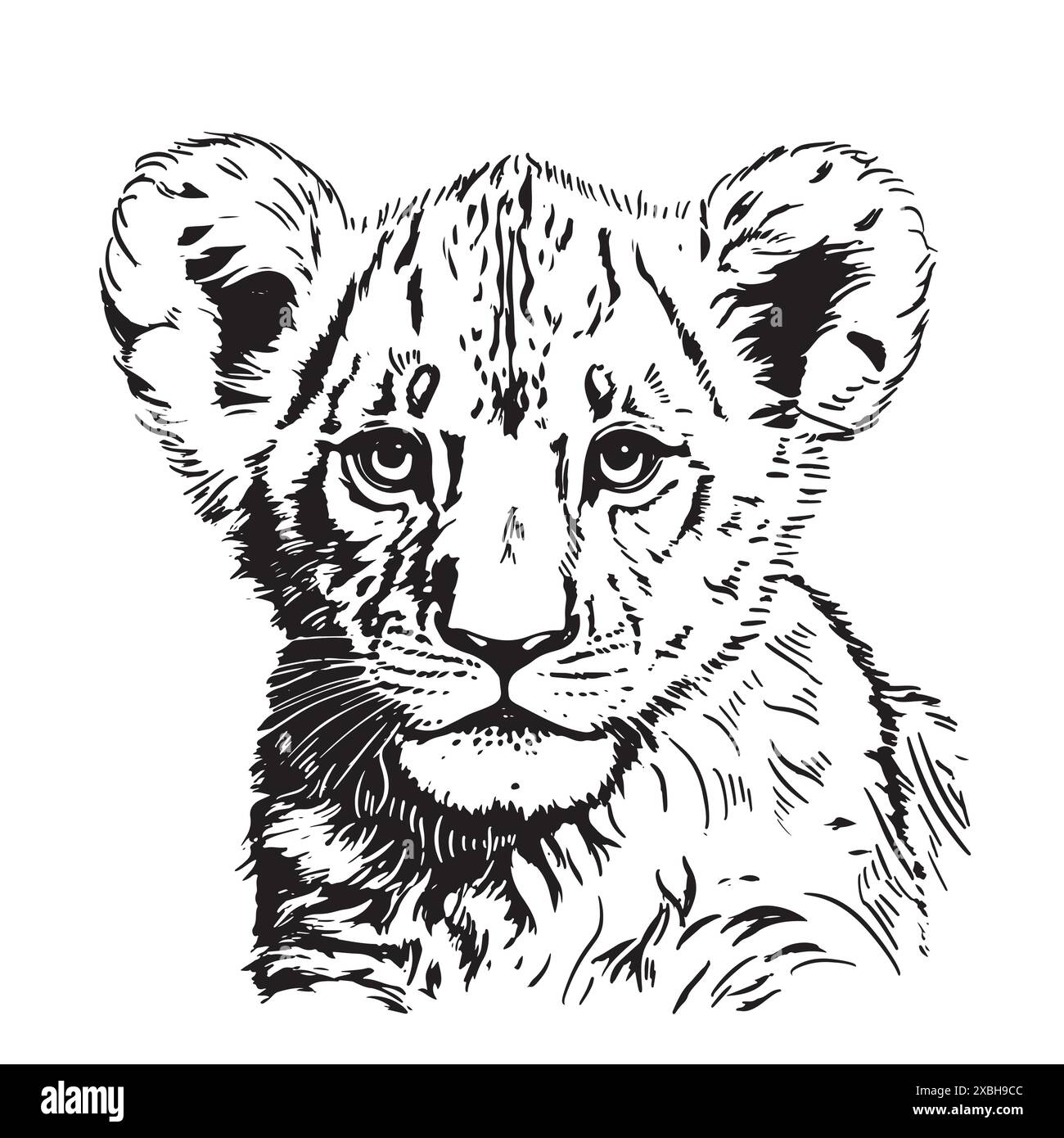 Lion cub drawing hi-res stock photography and images - Alamy