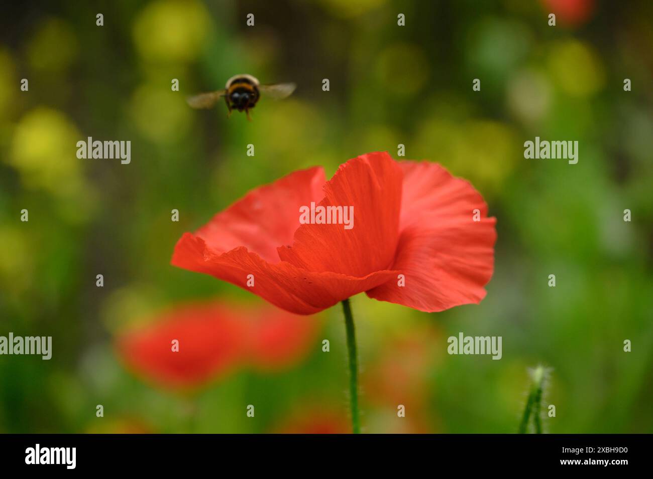 Field Poppy (Papaver rhoeas) with a bumble bee (out of focus) flying ...