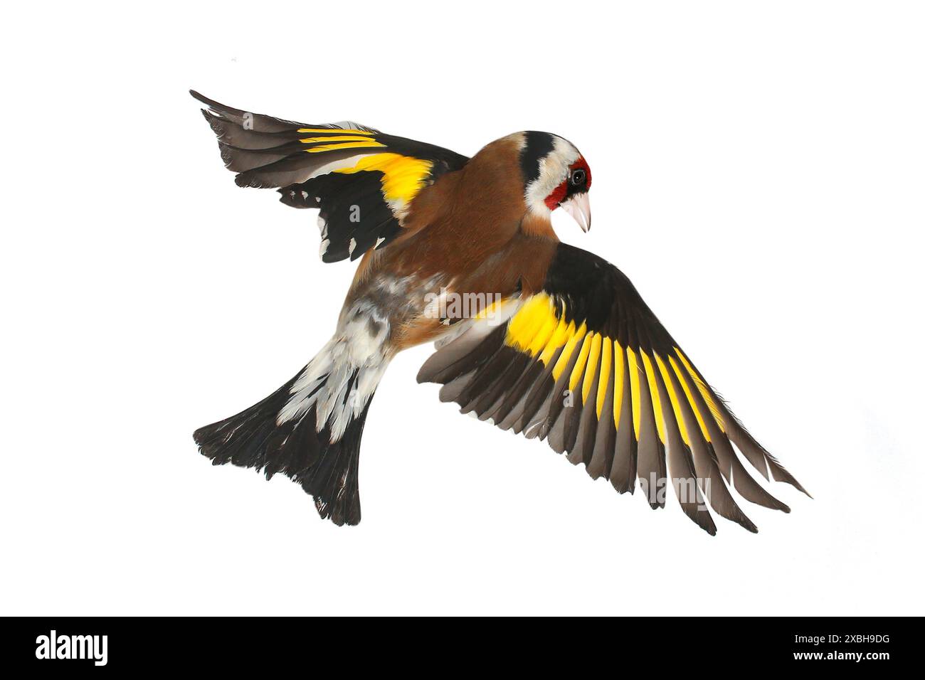 Goldfinch in flight hi-res stock photography and images - Alamy
