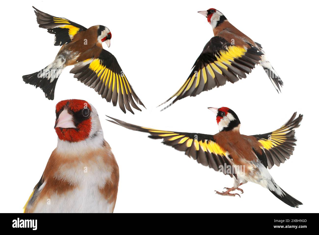 Goldfinch in flight hi-res stock photography and images - Alamy