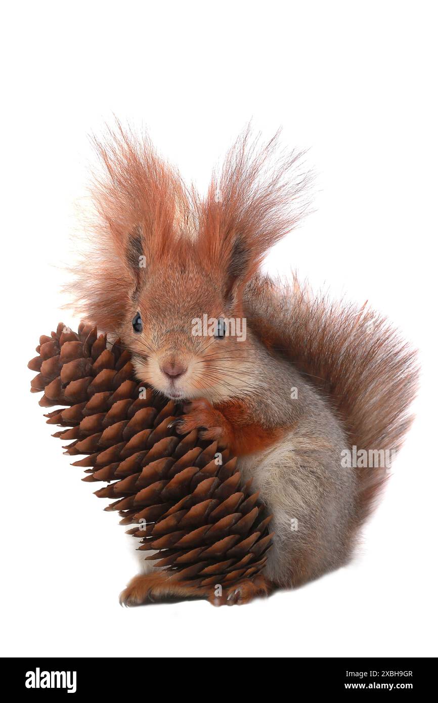squirrel with the cone on a white background Stock Photo - Alamy